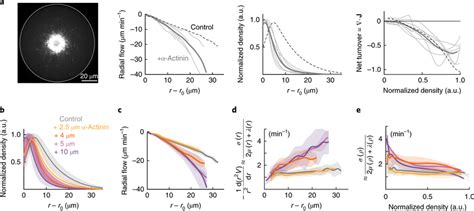 Influence Of Crosslinking On Actin Network Dynamics Contractile Actin Download Scientific