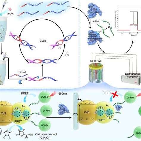 Ucnps Cas14a Based Fl Detection Of T2 A Schematic Illustration Of Download Scientific Diagram