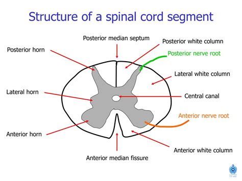 Ppt Typical Spinal Nerve Powerpoint Presentation Free Download Id