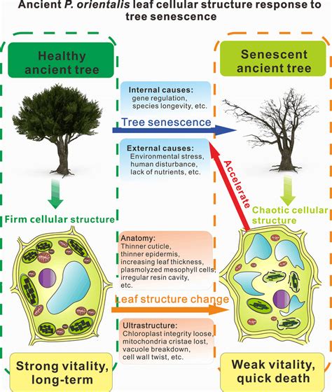 Diagram Stem Cellular Tree Diagram Mydiagramonline