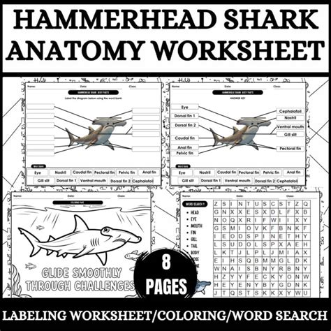 Hammerhead Shark Anatomy Worksheet And Word Search Marine Biology