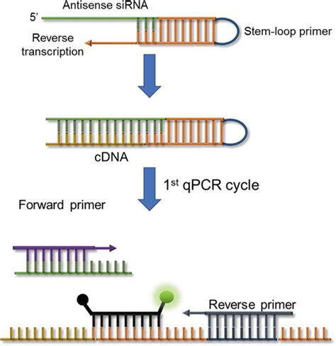 Stem Loop Rt Pcr For Detection Of Sirna In Animal Tissues
