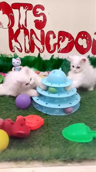 Cute Kitten 😂 Youtube