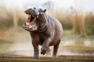Hippo Facts That Will Amaze And Terrify You