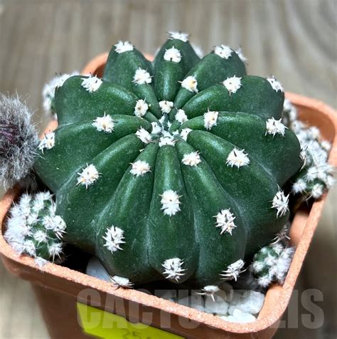 SHPR25644 Echinopsis subdenudata hybrid - Кактус онлайн
