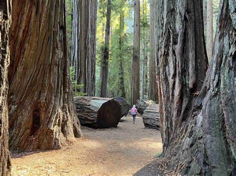 Redwood National Park How To See The Worlds Tallest Trees
