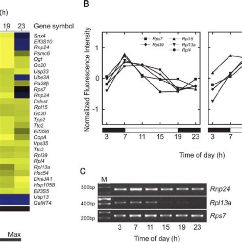 Temporal Synchronization Of Transcripts Associated With Dheas Synthesis