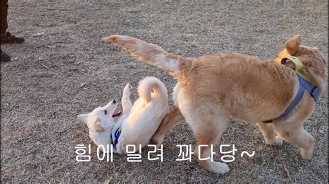 힘에 밀려 꽈다당~ 리트리버 친구와 재미나게 노는 또치의 영상 보며 행복한 하루 되세요 Youtube