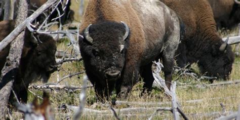 Interior Department Announces Significant Action To Restore Bison