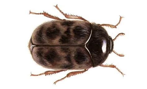 Khapra Beetle Conroy Removals Aus