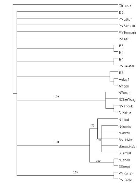 maximum parsimony tree based on hvs i gene with bootstrap value on the