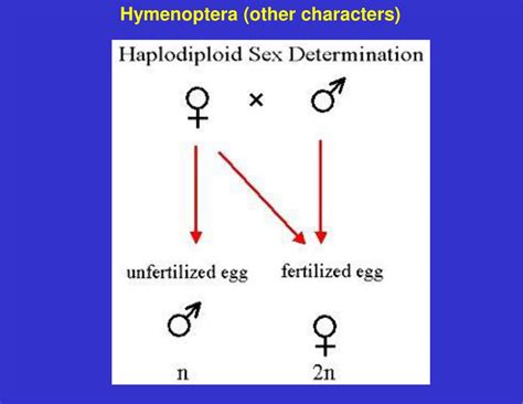 Ppt Order Hymenoptera Powerpoint Presentation Free Download Id7046211