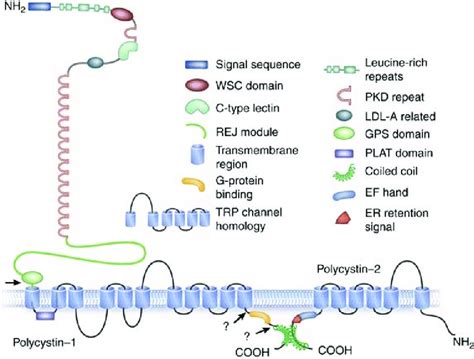 2 Polycystin Structure Graph Is From Torres Ve Harris Pc Autosomal