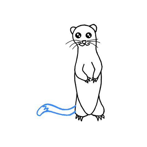 How To Draw A Ferret Step By Step Easy Drawing Guides Drawing Howtos