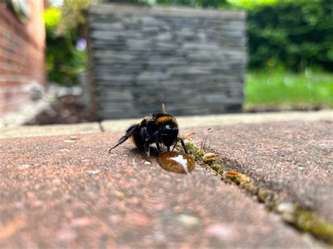 Christopher Macphee On Linkedin Helping This Little Fella Out With A Quick Sugar Drink 🍹