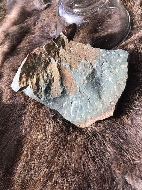 Fern Fossil R Whatsthisrock