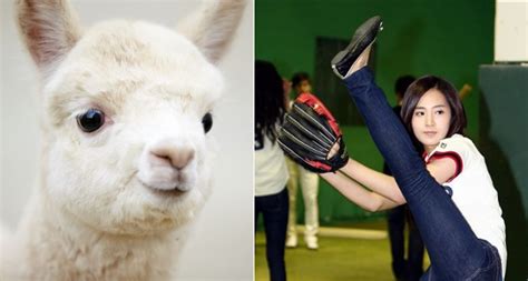 어린이날 맞아 한국 최초로 귀여운 알파카가 시구한다 오펀 디스커스