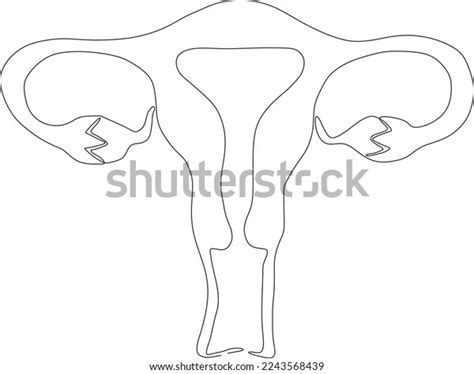 Continuous Line Art Drawing Female Reproductive Stock Vector Royalty Free 2243568439