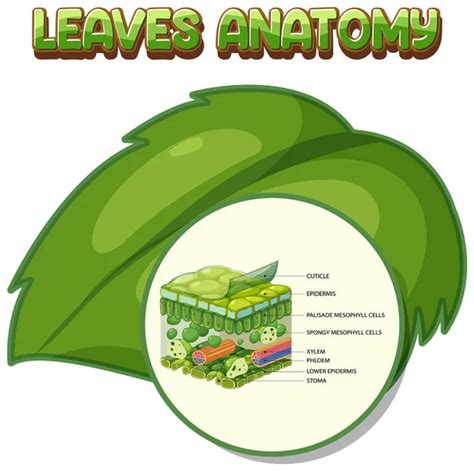 Internal Structure Leaf Diagram Illustration Stock Vector By Interactimages