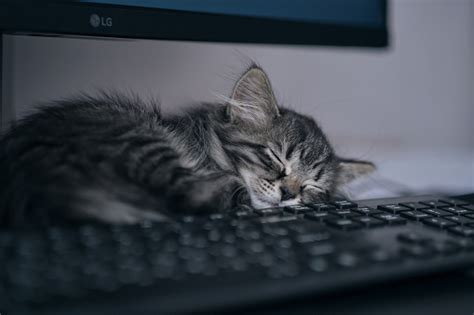 새끼 고양이는 컴퓨터 옆에서 자고 있습니다 고양이는 마스터 프로그래머가 일하게하지 않습니다 게으른 학생 또는 꿈에서