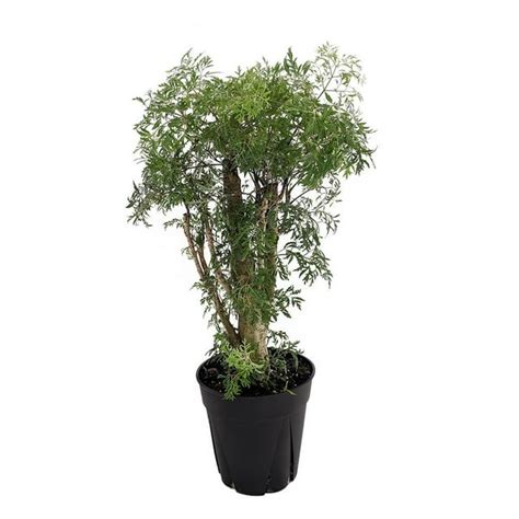 Rare Live Potted Thick Trunk Ming Aralia Tree Polyscias Fruticosa