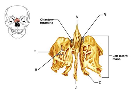 Ethmoid Bone Diagram Quizlet Ethmoid Bone Diagram Quizlet