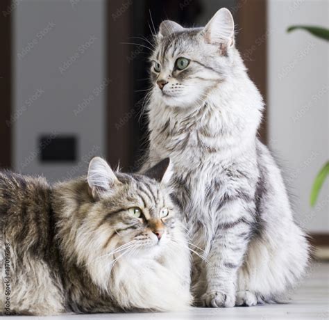 Siberian Cat Size Comparison