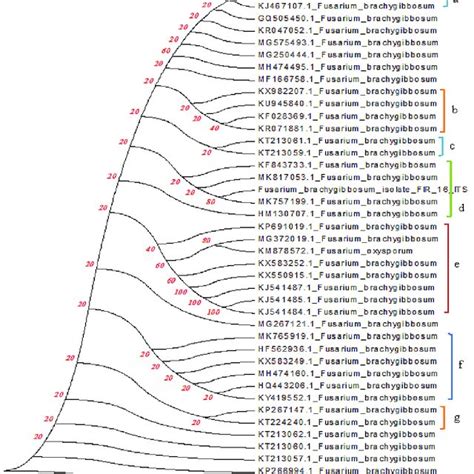 Maximum Parsimony Analysis Of Taxa The Evolutionary History Was Download Scientific Diagram