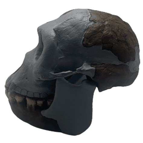 Ardipithecus Ramidus Kayrote