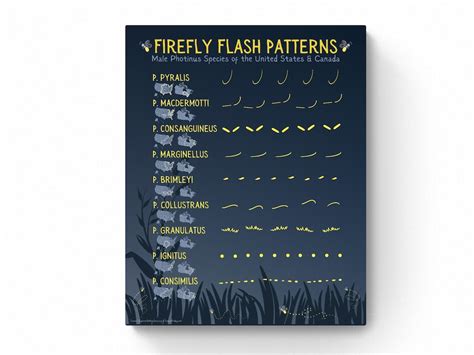 3 Sizes Firefly Flash Patterns Of North America Illustration Lightning