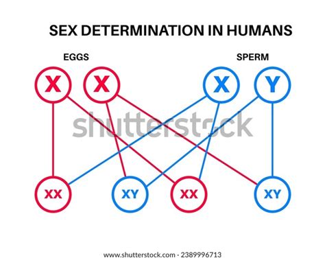 Sex Determination Humans Development Sexual Characteristics Stock Vector Royalty Free