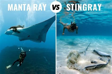 Manta Ray Vs Stingray How To Tell Them Apart Pictures Artofit