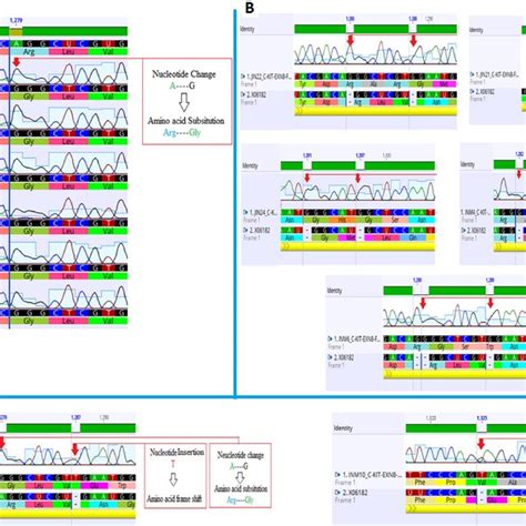 Electropherograms Showing Alignment Of C Kit Exon 8 In Aml Patient Download Scientific Diagram