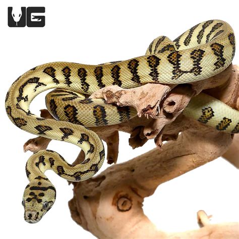 Yearling Caramel Tiger Jaguar Carpet Pythons Underground Reptiles