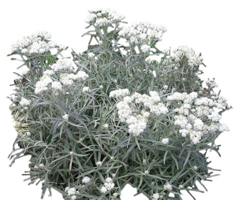 БАЗА растений на прозрачном фоне — Яндекс Диск In 2024