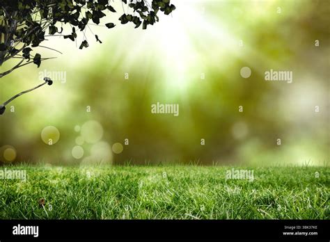 Flat Design Showing Vibrant Green Grass Filling Bottom Casting Sunlit Bokeh Through Leafy