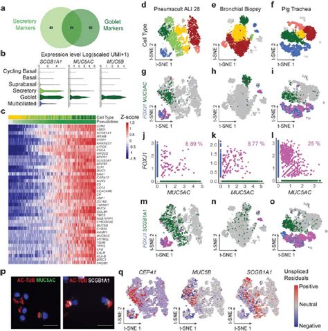 Goblet Cells As Differentiation Intermediates For Multiciliated Cells A Download Scientific