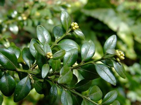 Купить саженцы Самшит вечнозеленый Bullata с доставкой по всей России ...