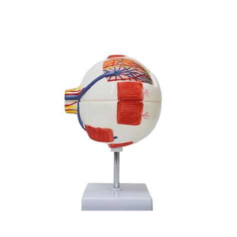 Eye Anatomy Model Drtobe