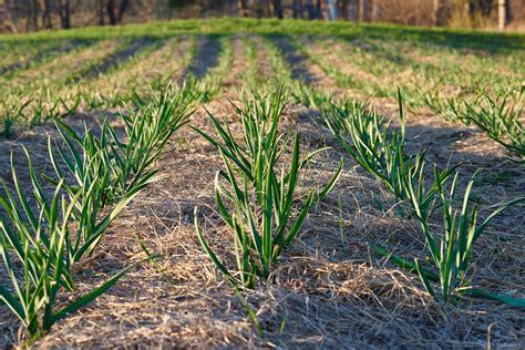 Three Sisters Linkedin