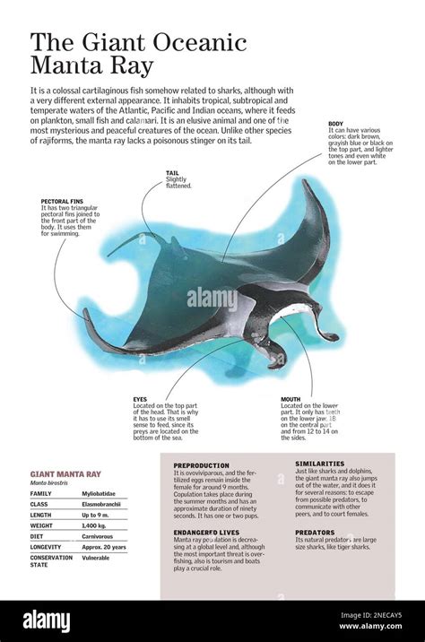 Infographic About The Morphology And Main Characteristics Of The Giant