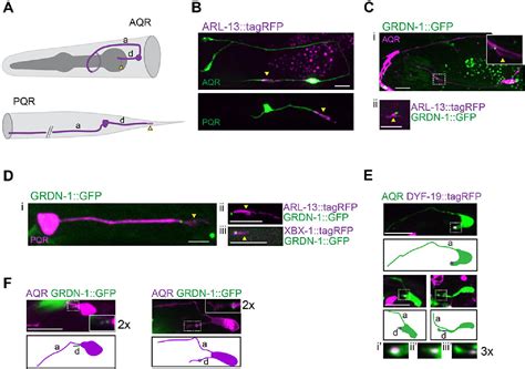 Grdn 1 Girdin Regulates Dendrite Morphogenesis And Cilium Position In