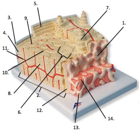 Solved Please Label The Structure Chegg