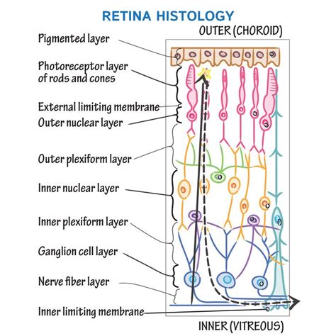 Retina Histology Basic Anatomy And Physiology Physiology Medical