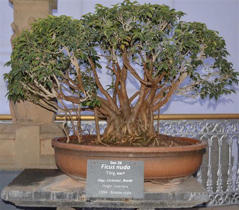 Name Ficus Nuda Origin East Asia Sgs Bonsai Museum