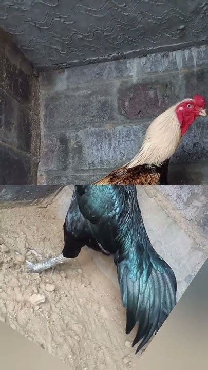 Different Types Of Asils Ytshort Jathikollu Coloridentification Asil Breeders Aseelmurga