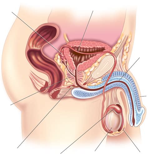Male Reproductive Organs Diagram Quizlet Male Reproductive Organs Diagram Quizlet