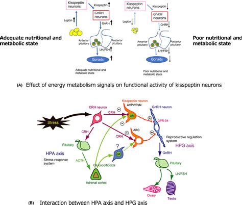 A Effect Of Energy Metabolism Signals On Kisspeptin Neurons Download Scientific Diagram
