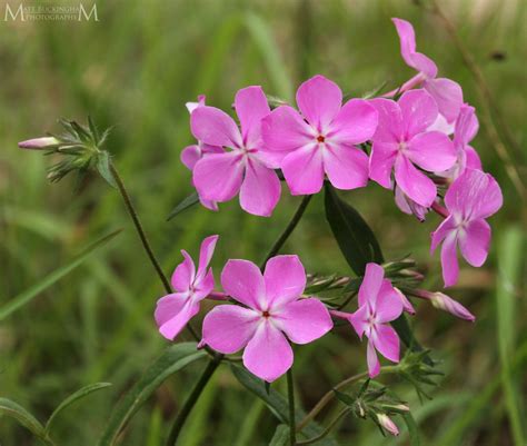 Orbexilum Pedunculatum A Naturalists Journey