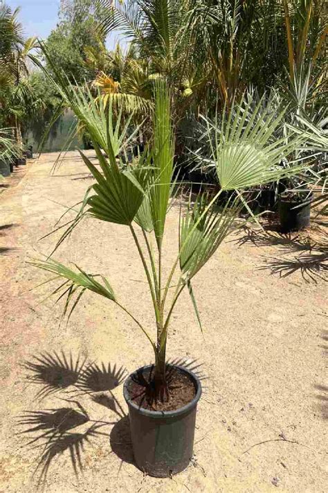 Buy Mexican Fan Palm Plantshop Me Premium Palms